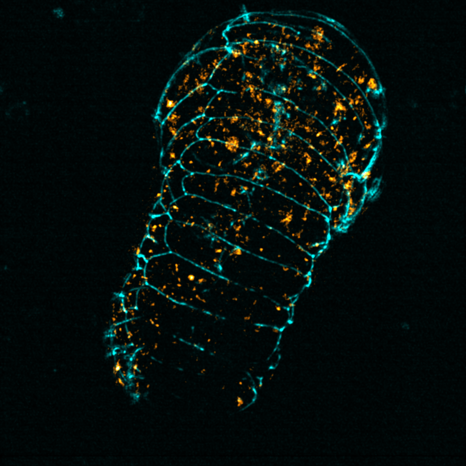 多尺度影像学平台----人类细胞谱系大科学研究设施