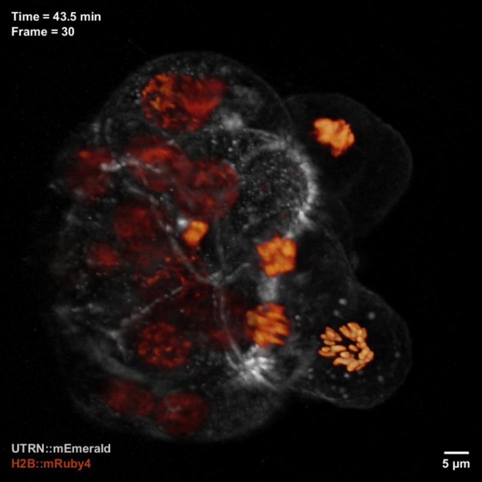 多尺度影像学平台----人类细胞谱系大科学研究设施